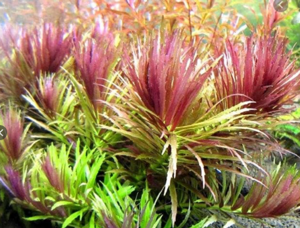 Akvarie planter i potte | Kvalitetsprodukter på nett