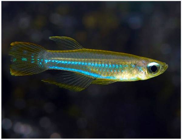 Stiphodon sp. undio blue Blue Neon Goby - Akvarieboden