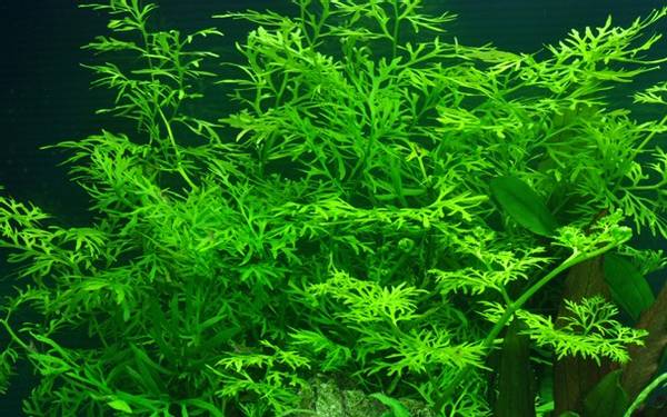Akvarieplanter | Akvarieboden