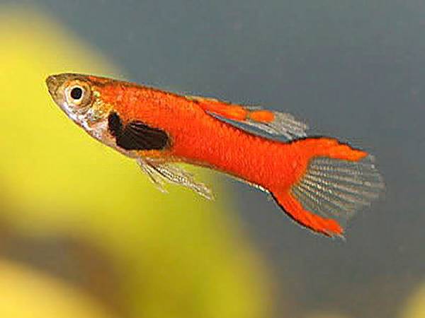 Poecilia Wingei Leopard Endlers Par - Akvarieboden
