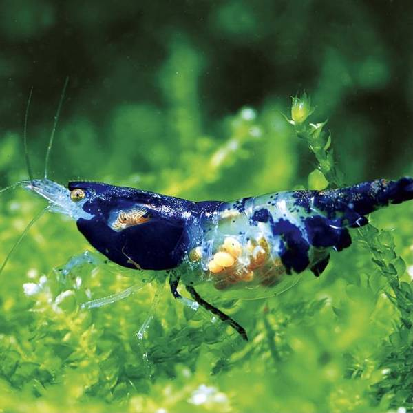 Reker | Kvalitetsprodukter på nett